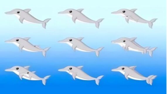 Il numero di delfini che riesci a contare rivelerà la tua attuale età ...